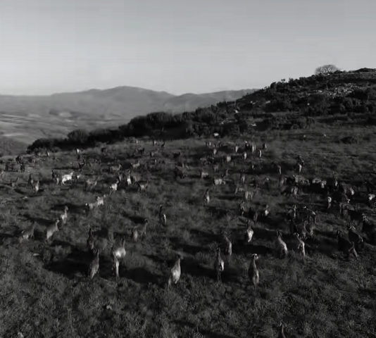 Our History - ΟΛΥΜΠΟΣ